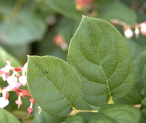 Salal Ground Cover