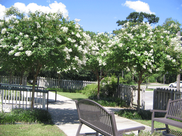 crape-myrtle | Hip Chick Digs