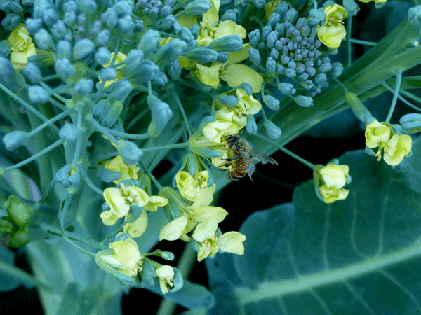 broccoli-bee | Hip Chick Digs