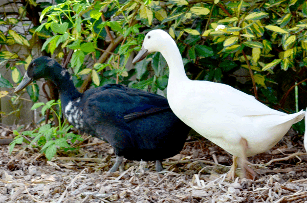 pretty-ducks | Hip Chick Digs